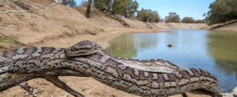 Landscape South Australia Murraylands And Riverland Help Save The…