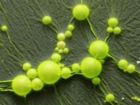 Metabolic Flux Analysis In Cyanobacteria Creative Proteomics Mfa