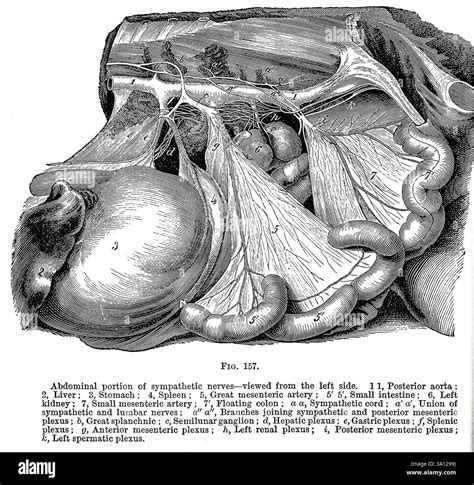 Abdominal Portion Of Sympathetic Nerves— Viewed From The Left Side 1 1 Posterior Aorta 2