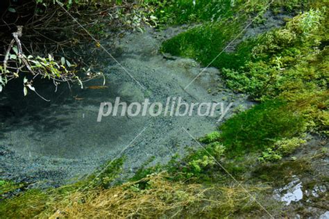富士山の湧水 写真素材 3343003 フォトライブラリー photolibrary