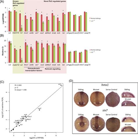 Molecular Validation Of The Rna Seq Data A B Bar Graphs Of The Download Scientific Diagram