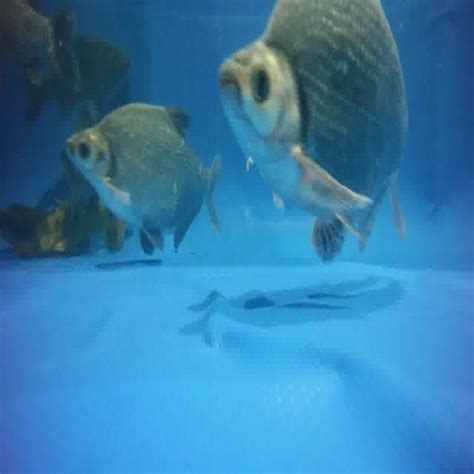 FISH Object Detection Dataset By Fish