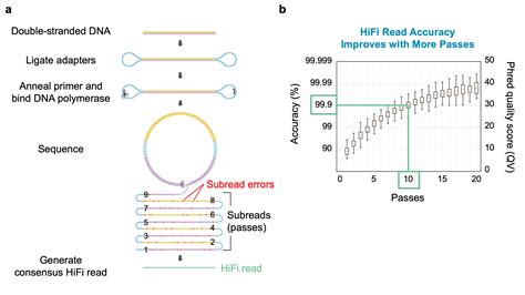Highly Accurate Long Read Dna Sequencing Improves Analysis Of A Human