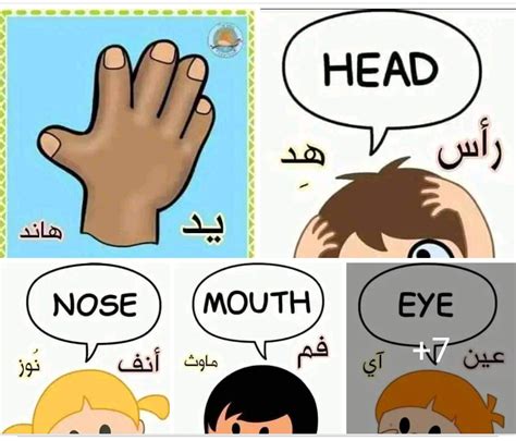 🧠👁️ أعضاء الجسم باللغة الإنجليزية للأطفال مع صور ونطق وترجمة بالعربية