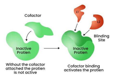 Difference Between Cofactor And Coenzyme Geeksforgeeks