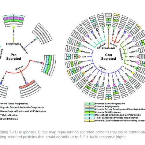 A Single Cell Atlas Of Human Diffuse And Intestinal Type Gc Samples A
