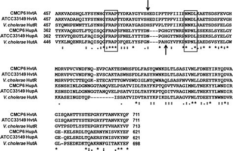 Sequence Alignments Of Hvta Hupa And Their Homologs A Clustalw