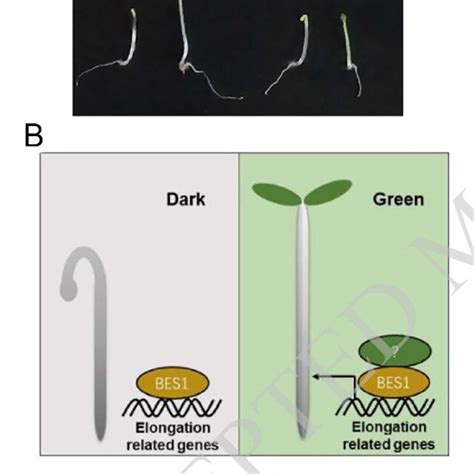 Figure Green Light Activates Br Signaling A Wild Type Col 0 And Br