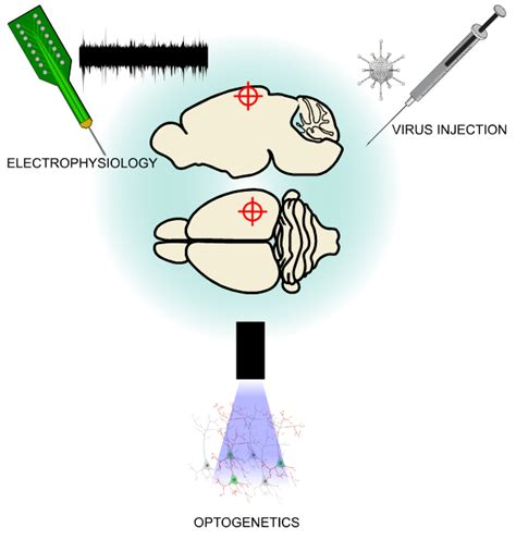 Optical Imaging For Accurate Probe Targeting In Mouse Cortex