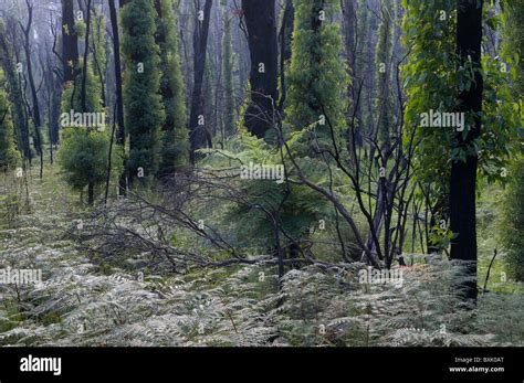 Fire Damaged Trees And Bush Showing Regrowth A Year After A Bushfire Stock Photo Alamy