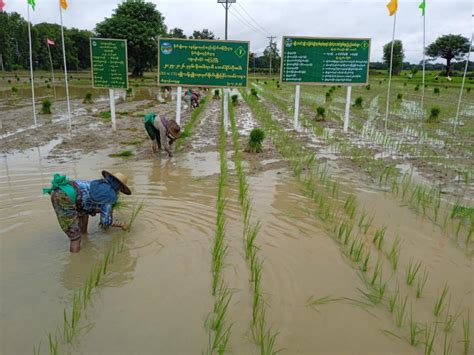 ရေကြည်မြို့နယ်၌ အောင်နိုင်တိုးစပါးမျိုးသန့်မျိုးစေ့ထုတ် စိုက်ပျိုးပ