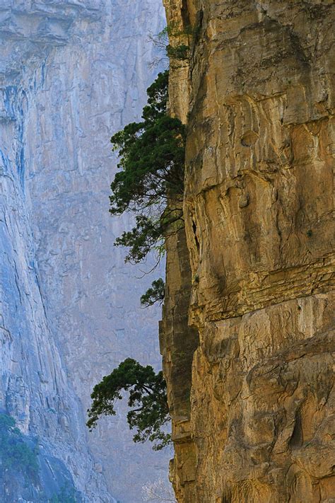 太行崖树 阿楼的博客 Photofans摄影网