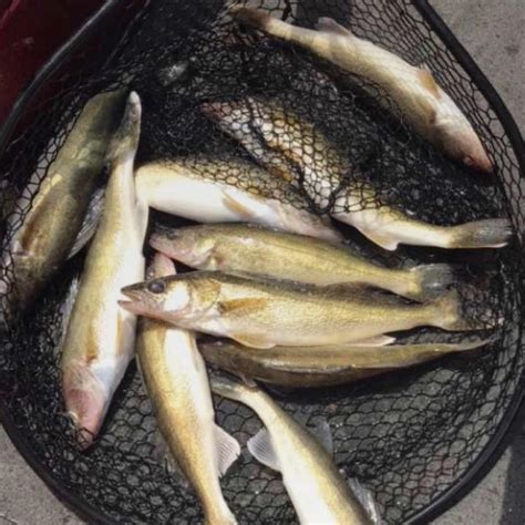 Dakota Bros Tackle And Outdoors