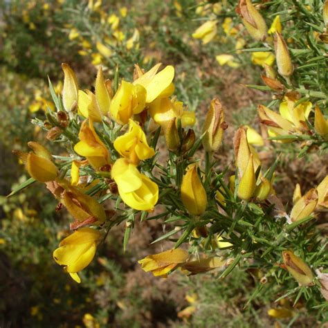 Gorse Common Buy Gorse Common Ulex Europaeus