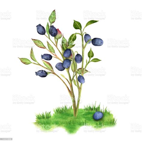 수분이 많은 딸기와 블루 베리 부시의 손으로 그린 장식 포장 디자인 인쇄 제품을 위한 수채화 그림 개체 그룹에 대한 스톡 벡터