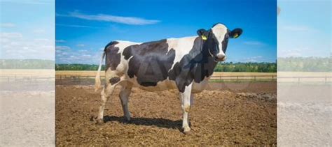 Корова голштинской породы купить в Ирбите Животные и зоотовары Авито