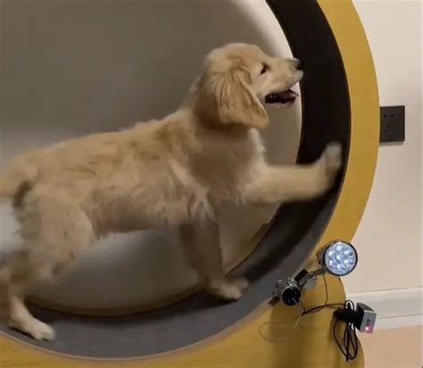 小黃金獵犬活力無窮！飼主出招「狗力發電」 成果驚人：能充手機 寵毛星球 生活 Nownews今日新聞