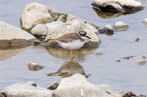 イカルチドリ 2023 12 30 日本の野鳥識別図鑑
