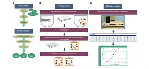 Mhc Peptide Binding Assays Mhc Binding Affinities Are Determined In