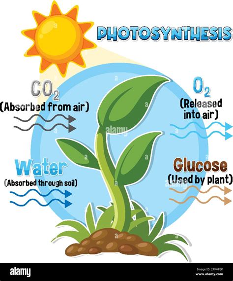Diagram Of Photosynthesis For Biology And Life Science Education