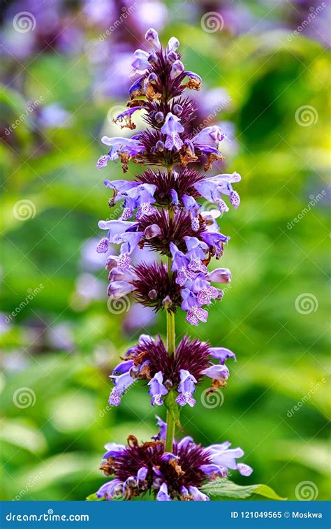 Blue Flowering Catnip Nepeta Faassenii Stock Image Image Of Floral