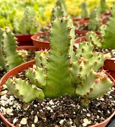 Euphorbia Resinifera Succulent Buy Rare Resin Spurge Plant