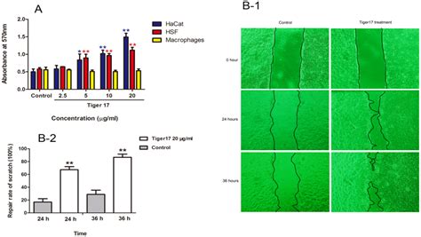 Cell Scratch Assay Creative Bioarray Cellassay