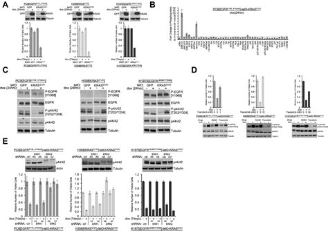 Figures And Data In Hyperactivation Of Erk By Multiple Mechanisms Is Toxic To Rtk Ras Mutation