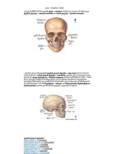 Pbl თავის ქალა Pdf
