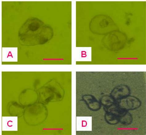 Single Cell Undergoing Division Into Two A And B The Cell Divided Download Scientific