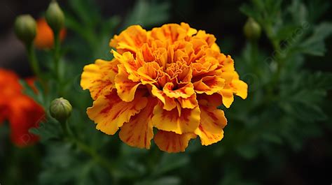 Orange Marigold Wallpaper