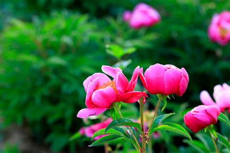 모란꽃 Bilder Durchsuchen 195 Archivfotos Vektorgrafiken Und Videos Adobe Stock