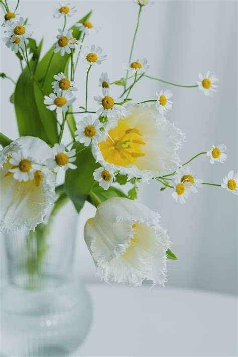 흰색과 노란색 꽃으로 가득 찬 꽃병 사진 Unsplash의 무료 꽃 이미지