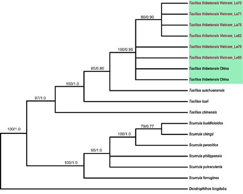 Majority Rule Consensus Tree From A Bayesian Analysis Of The