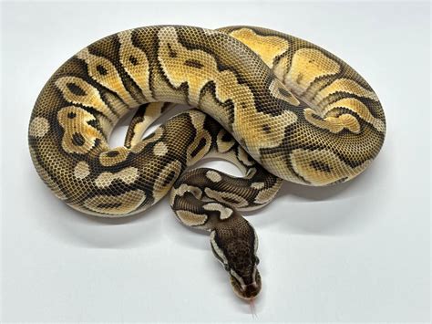 Cinnamon Enchi Ybasphalt Ball Python By Samsons Serpents Morphmarket