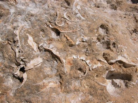 Imageafter Photos Nature Extinct Extincted Shell Shells Fossil Fossils