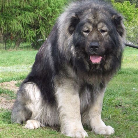 Самая большая овчарка порода 62 фото картинки Sobakovodclub