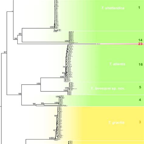 Phylogenetic Tree After Maximum Likelihood Analyses On A Dataset Of All Download Scientific