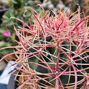 예수옥선인장 다육식물선인장 심폴