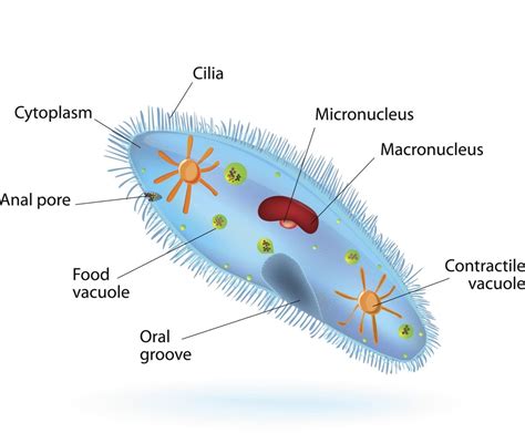 Protozoan Cell Diagram
