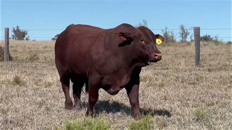 Dawson Valley Santa Sale Lot 38 Annabranch Sinbad Youtube