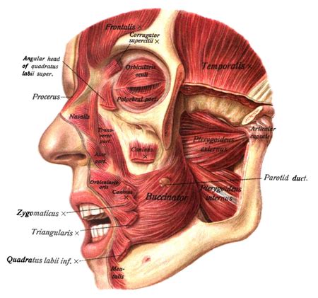 Buccinator And Masseter