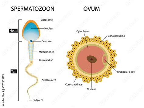 Illustration Of Biology Structural Diagram Of A Sperm Cell Ovum
