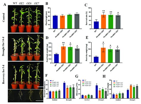 Ptrabr1 Improves Drought Tolerance By Promoting Lateral Root Growth Download Scientific