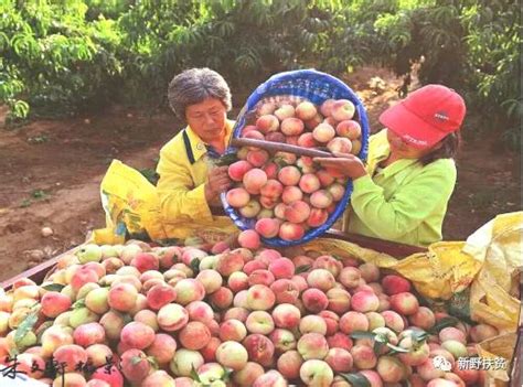 新野縣新甸鋪鎮：做產業扶貧「文章」，提脫貧成效質量 每日頭條