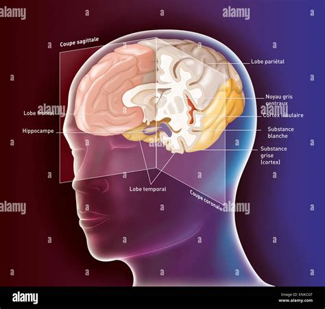 Insular Cortex Diagram