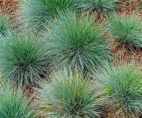 7 Ornamental Grasses For Gorgeous Texture And Soothing Sounds Gardening