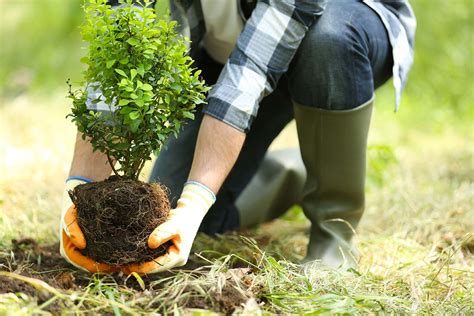 9 Easy Steps For Proper Tree Planting