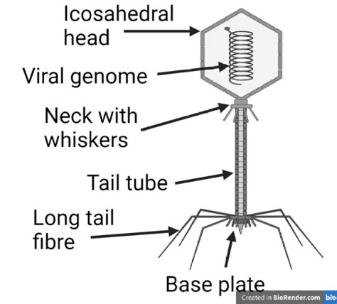 Schematic Structure Of Typical Bacteriophage Download Scientific Diagram