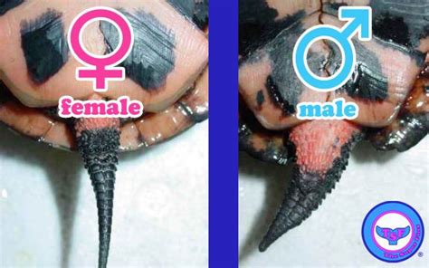 Turtle Reproductive Anatomy